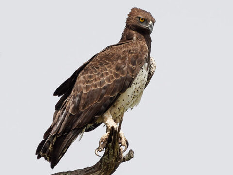 Selous | Birdlife Zimbabwe