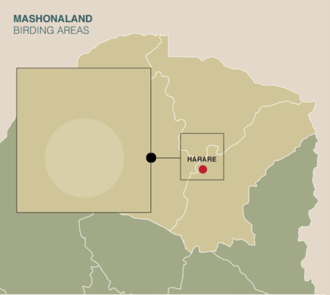 Mashonaland – Birding in Zimbabwe | Birdlife Zimbabwe