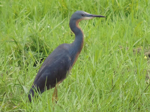 Victoria Falls | Birdlife Zimbabwe
