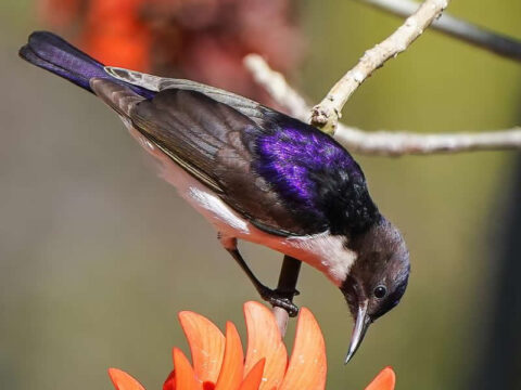 Ewanrigg Botanic Garden | Birdlife Zimbabwe