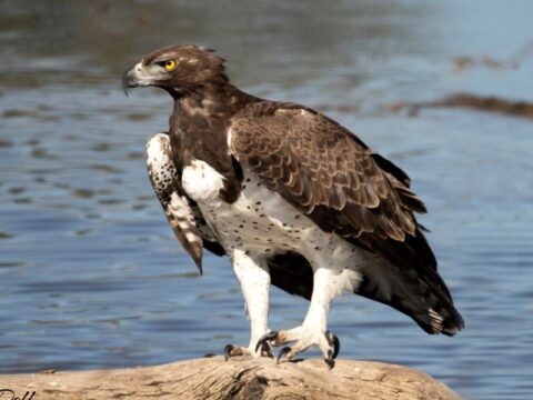 The Lower Zambezi | Birdlife Zimbabwe